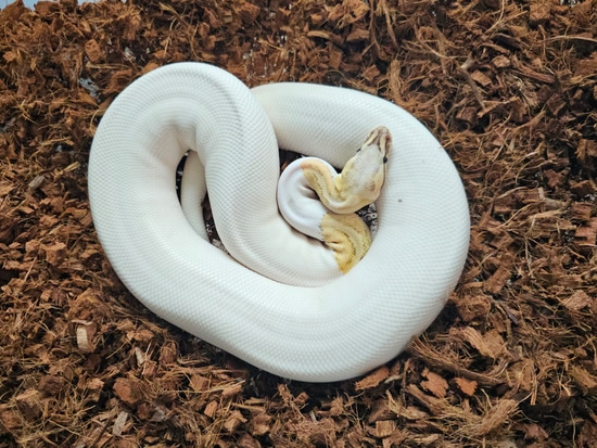 RTB Vanilla Cream Pied Ball Python by Aryia's Exotics