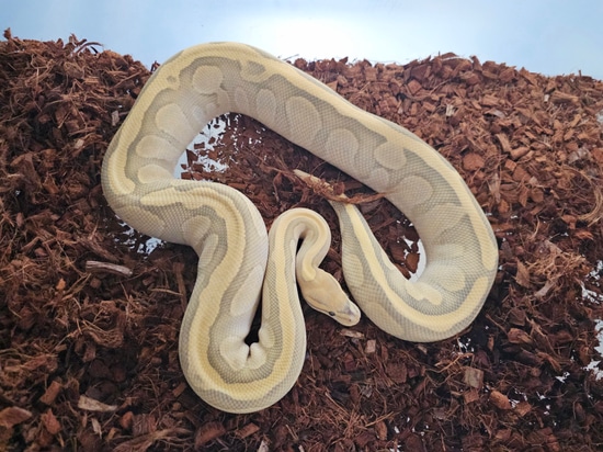 Proven *2kg+* Lesser Fire Hypo Ball Python by Aryia's Exotics