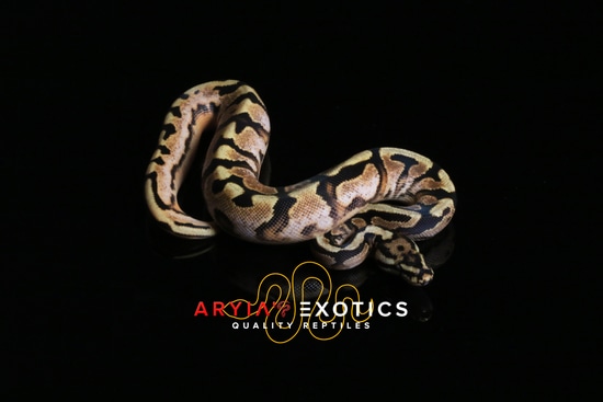 Spotnose Calico (50% Het Clown) Ball Python by Aryia's Exotics