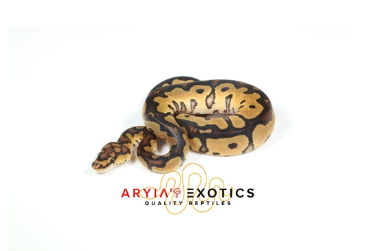 (Chocolate) Clown Ball Python by Aryia's Exotics