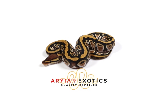 (OD) Enchi Cypress Het Clown Ball Python by Aryia's Exotics