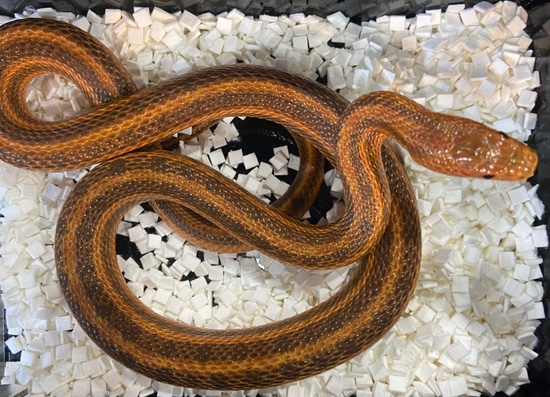2018 Male Breeder Vladivostok Red Diones Other Rat Snake by Zerkle ...