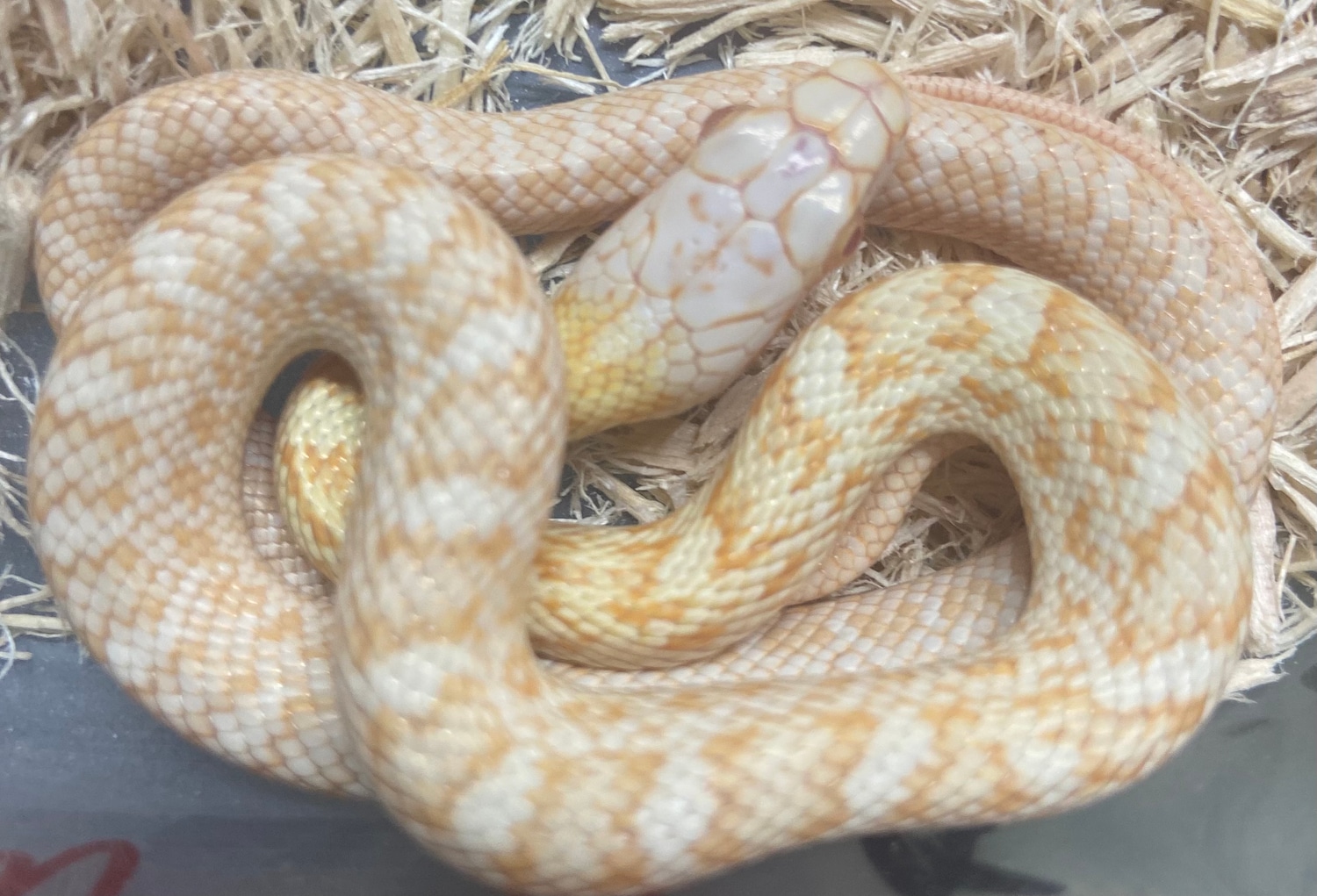 2022 0.1 Albino Japanese Ratsnake Other Rat Snake by Zerkle Reptile Co ...