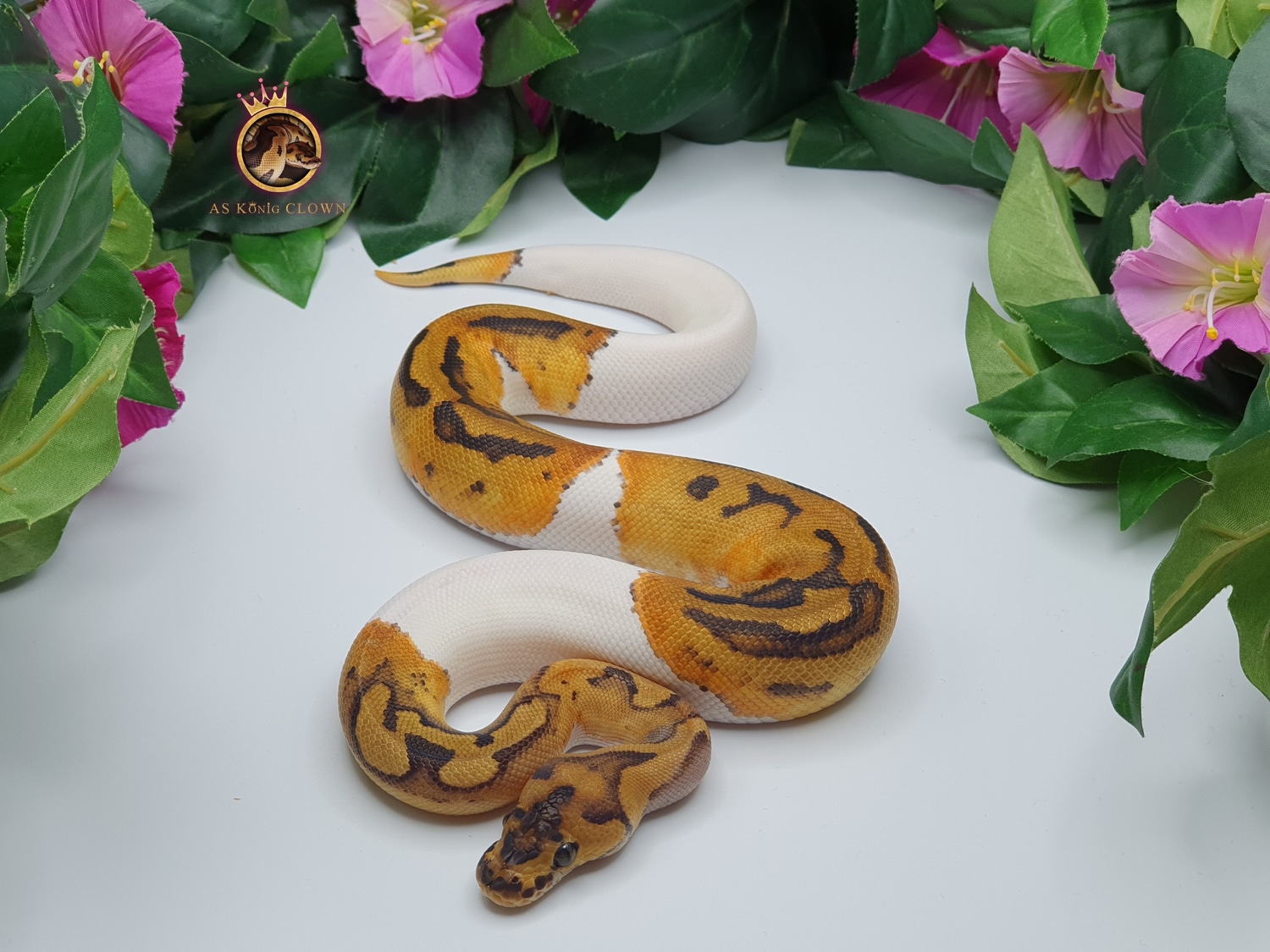 ♂️ Clown Piebald Ball Python by AS König CLOWN - MorphMarket