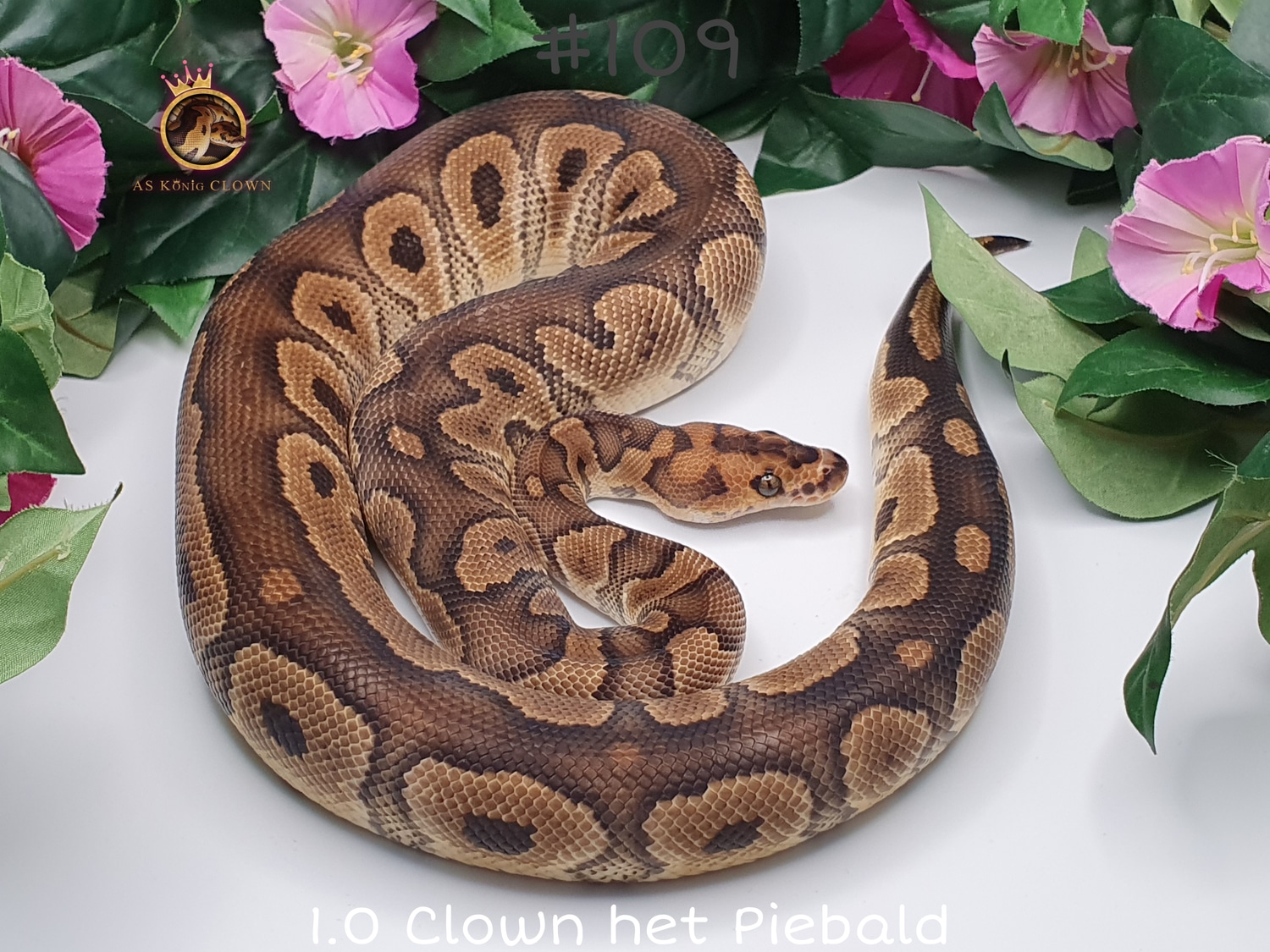 🌷% 👀description ♂️ CLOWN 100%het.Piebald Ball Python by AS König CLOWN ...