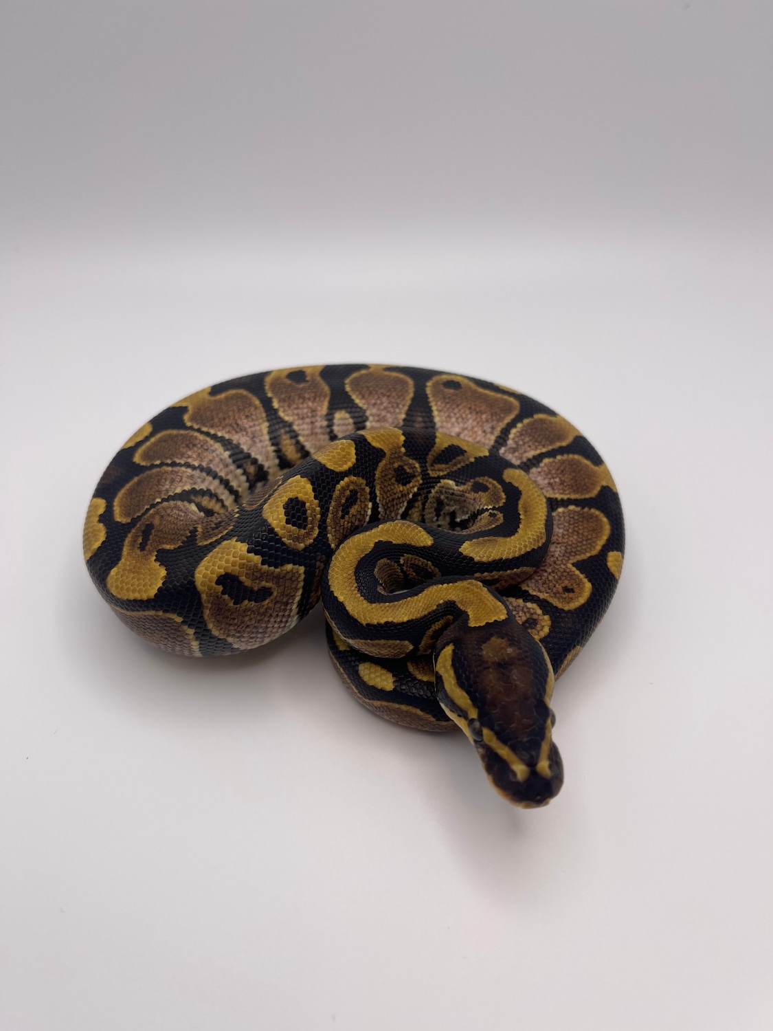 Calico PosHet Pied Ball Python by Oddz Godz Exotics - MorphMarket