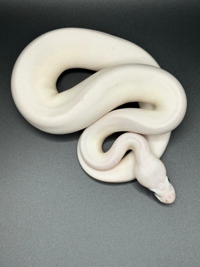 Bel Russo Mojave Poshet Pied Ball Python by RnA’s Exotics