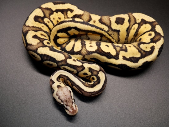 Awesome Pair! Super Gravel Combo/Super Stripe Combo Makers Ball Python ...