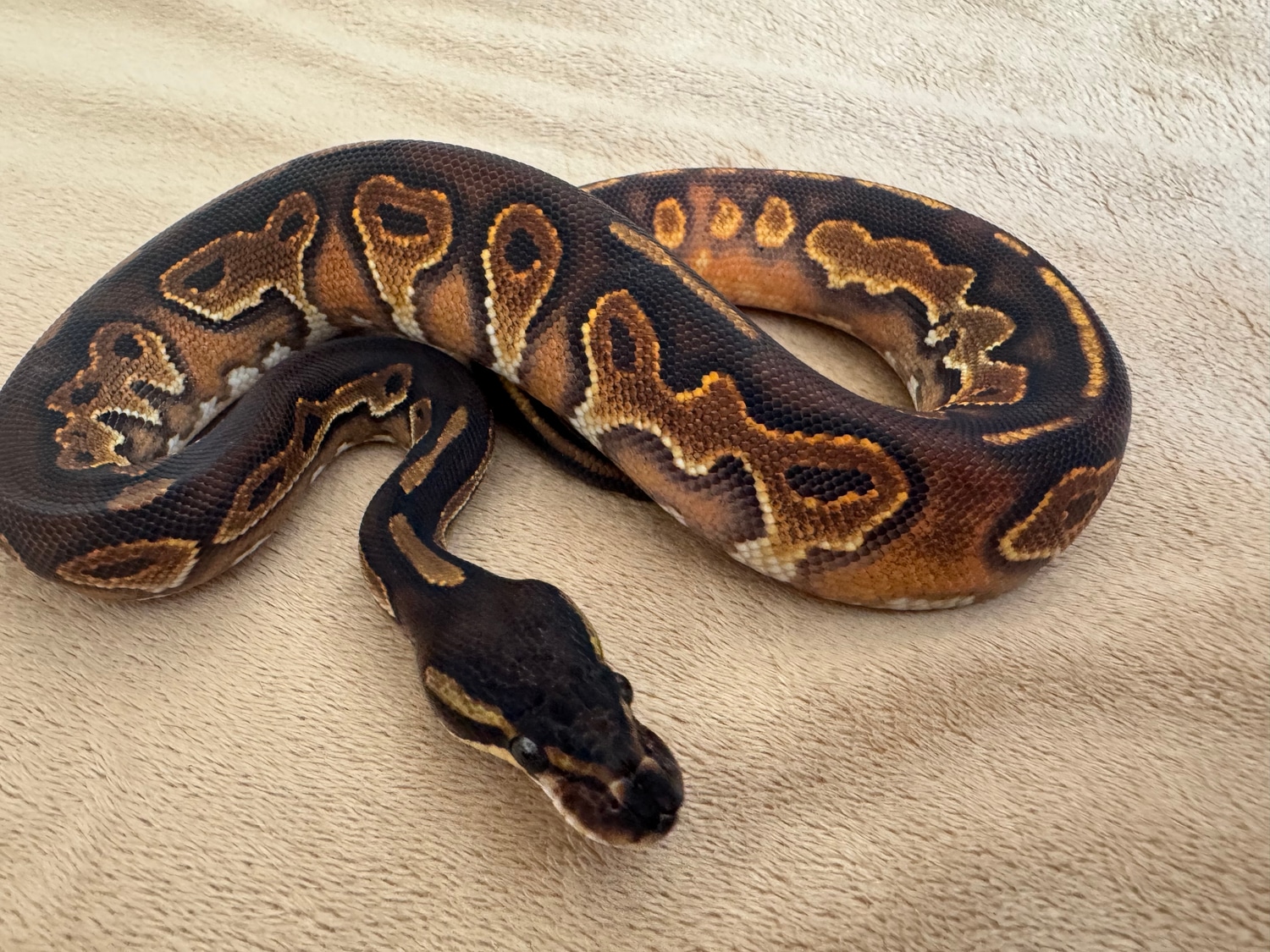 Blueprint Pythons's Collection - MorphMarket