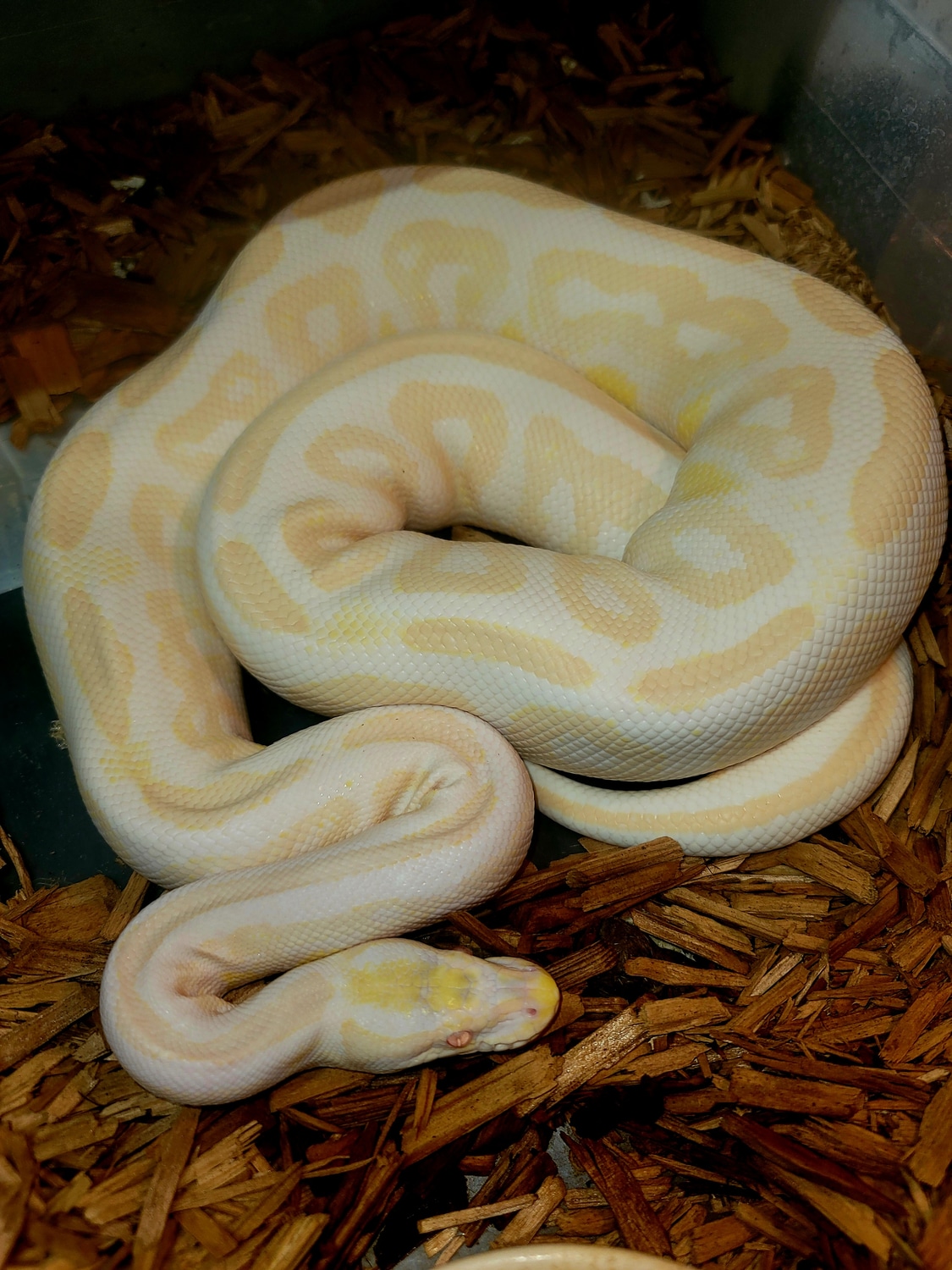 Black Pastel Albino Ball Python by Schupp's Exotics - MorphMarket