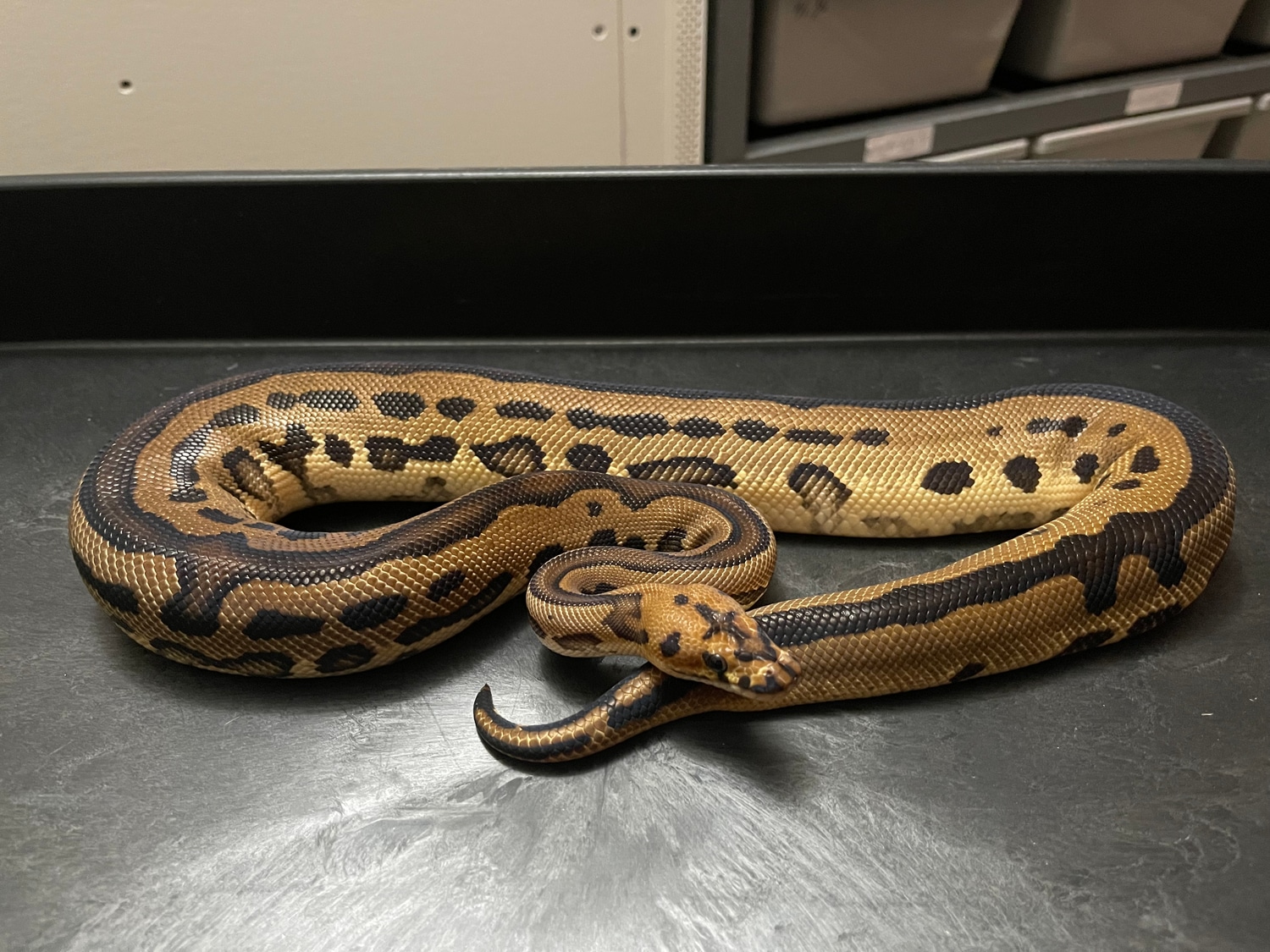 Leopard Yellow Belly Clown 50% Het Pied Ball Python by ...