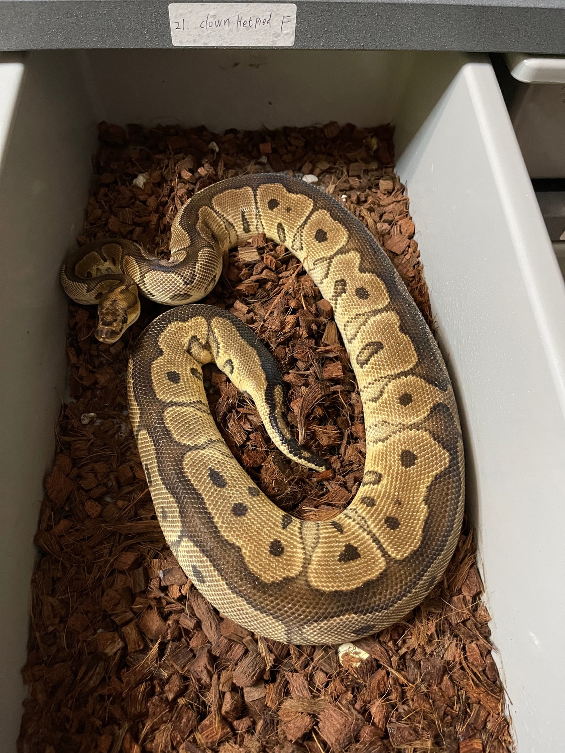 RTB Clown Het Pied Ball Python by RisingStarReptiles - MorphMarket