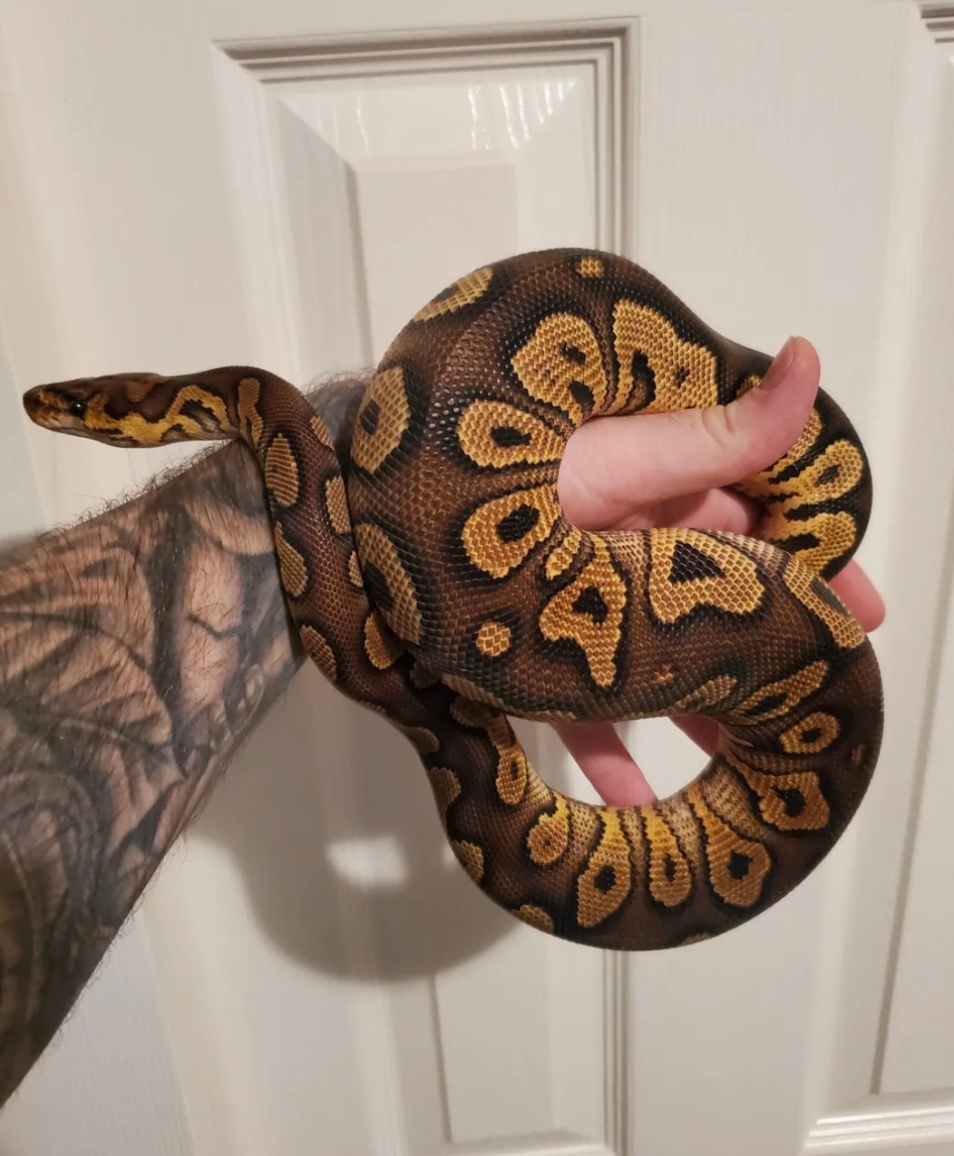 PB Yellow Belly Clown Ball Python by RisingStarReptiles - MorphMarket