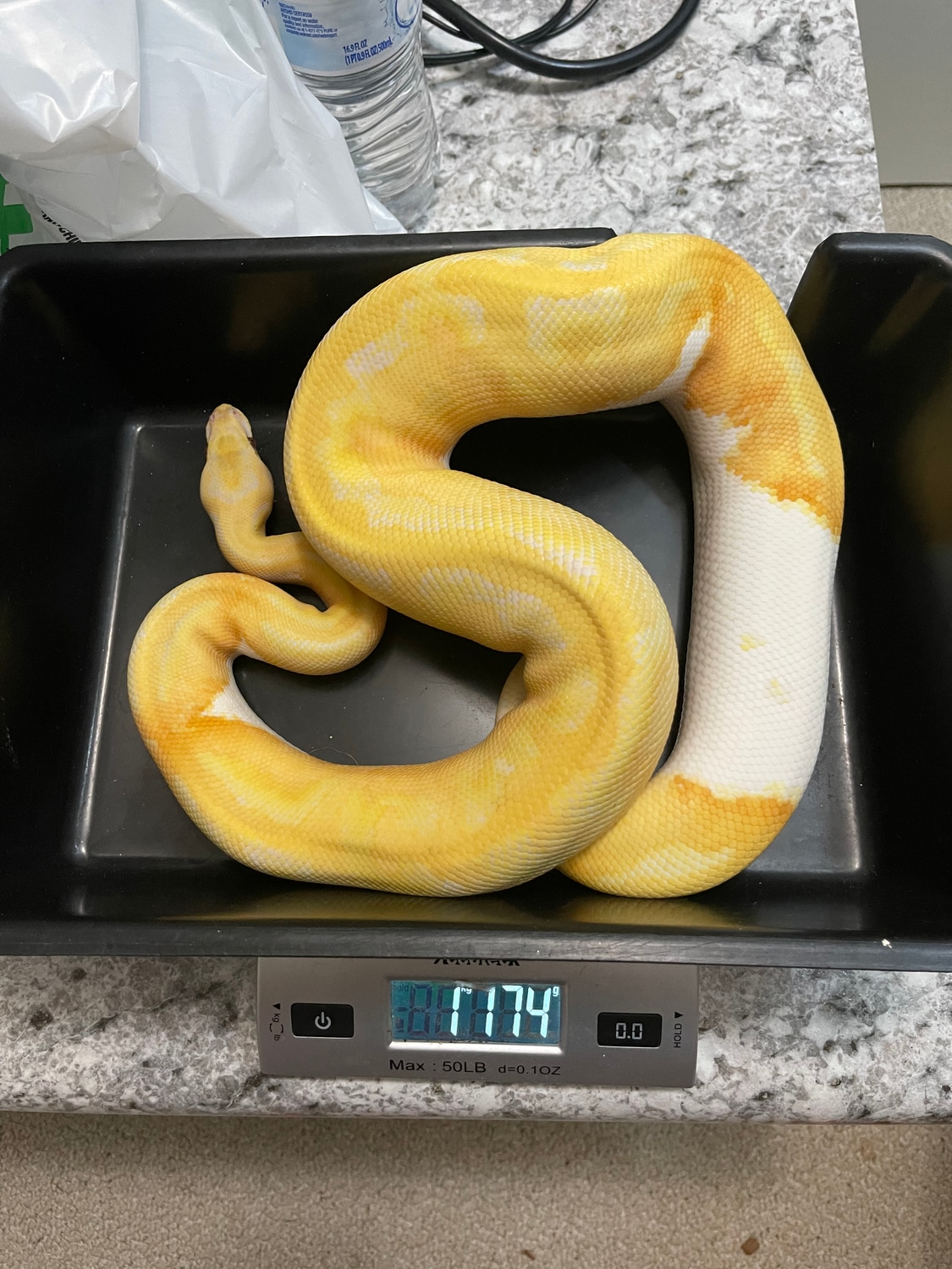 RTB Dreamsicle Ball Python by RisingStarReptiles - MorphMarket