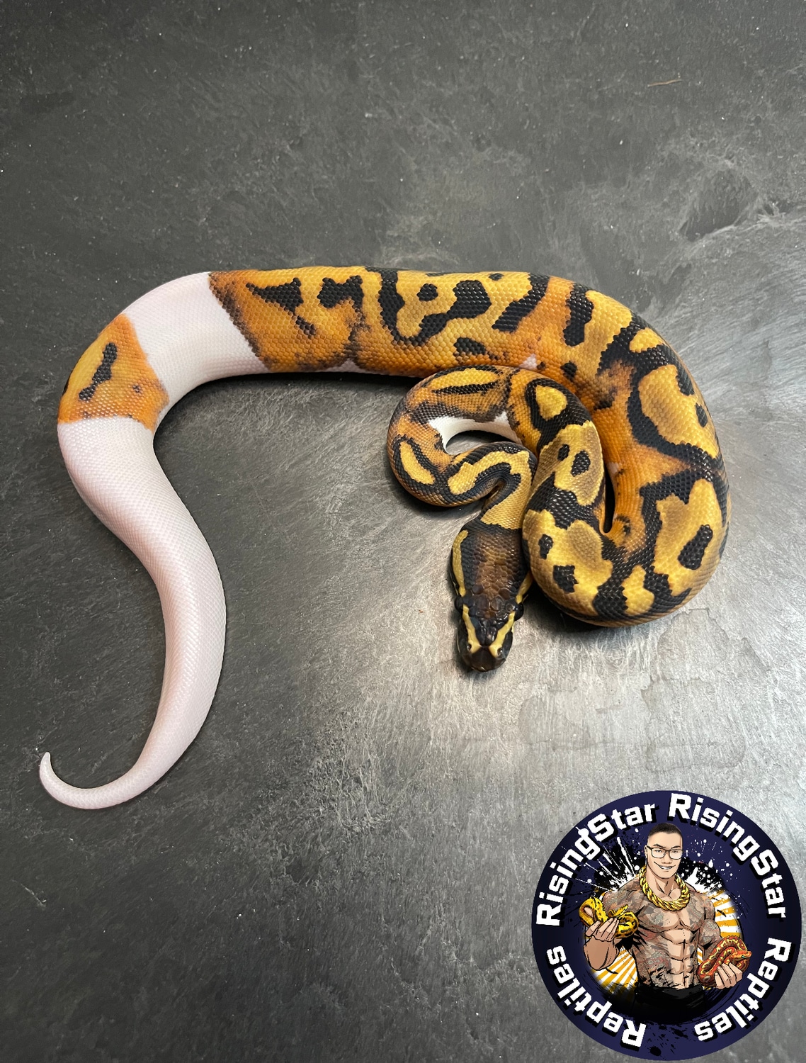 Pied Het Lavender Albino Ball Python by RisingStarReptiles - MorphMarket