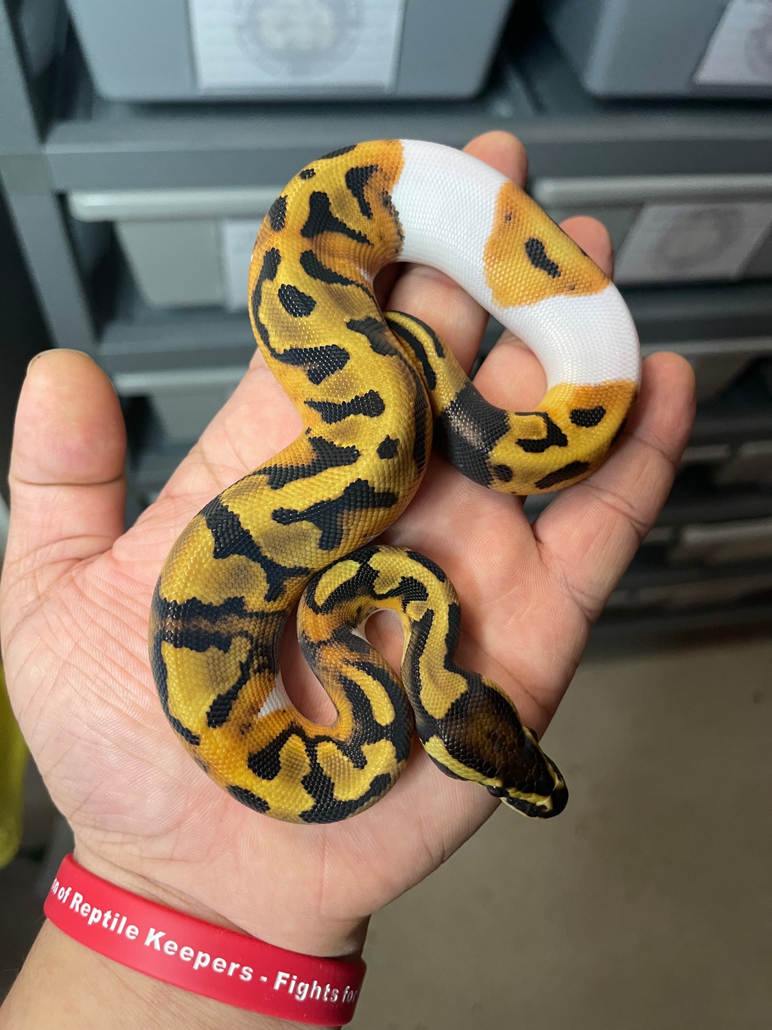 Shipping Window Closing Sale! Paradox Pied Het Lavender Albino Ball ...