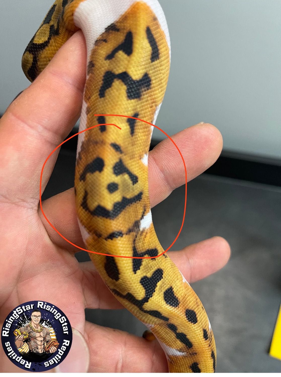 Halloween🎃 Pied Het Lavender Albion Pos Enchi Ball Python by ...