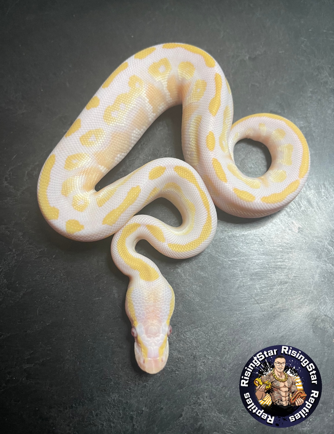 Black Head Mojave Lavender Albino Het Pied Ball Python by ...