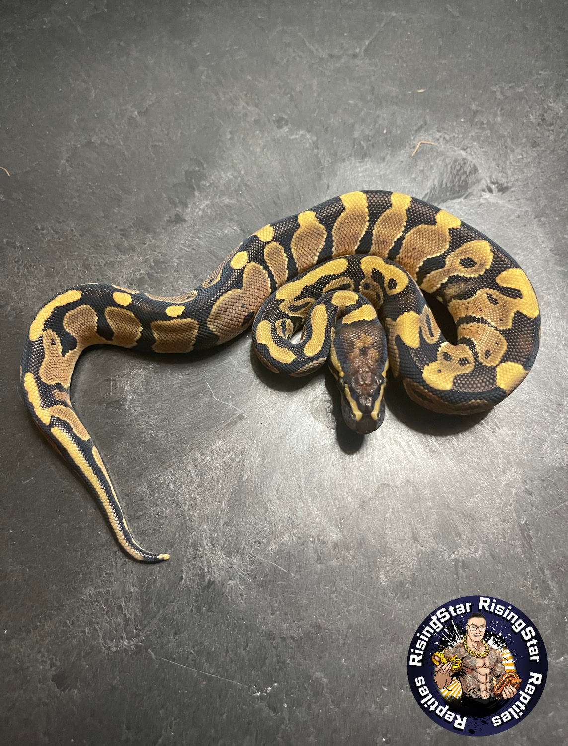 Het Lavender Albino Het Pied Ball Python by RisingStarReptiles ...