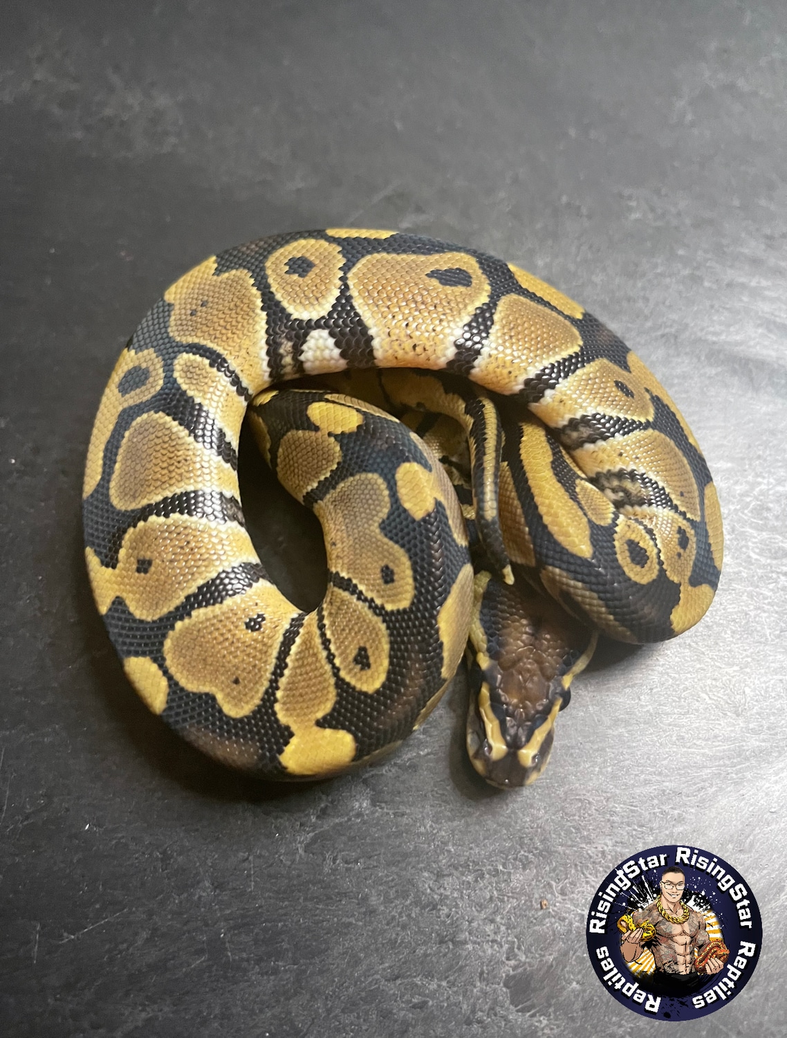 Triple Het Dg Het Clown Het Axanthic Vpi 3 Ball Python by ...