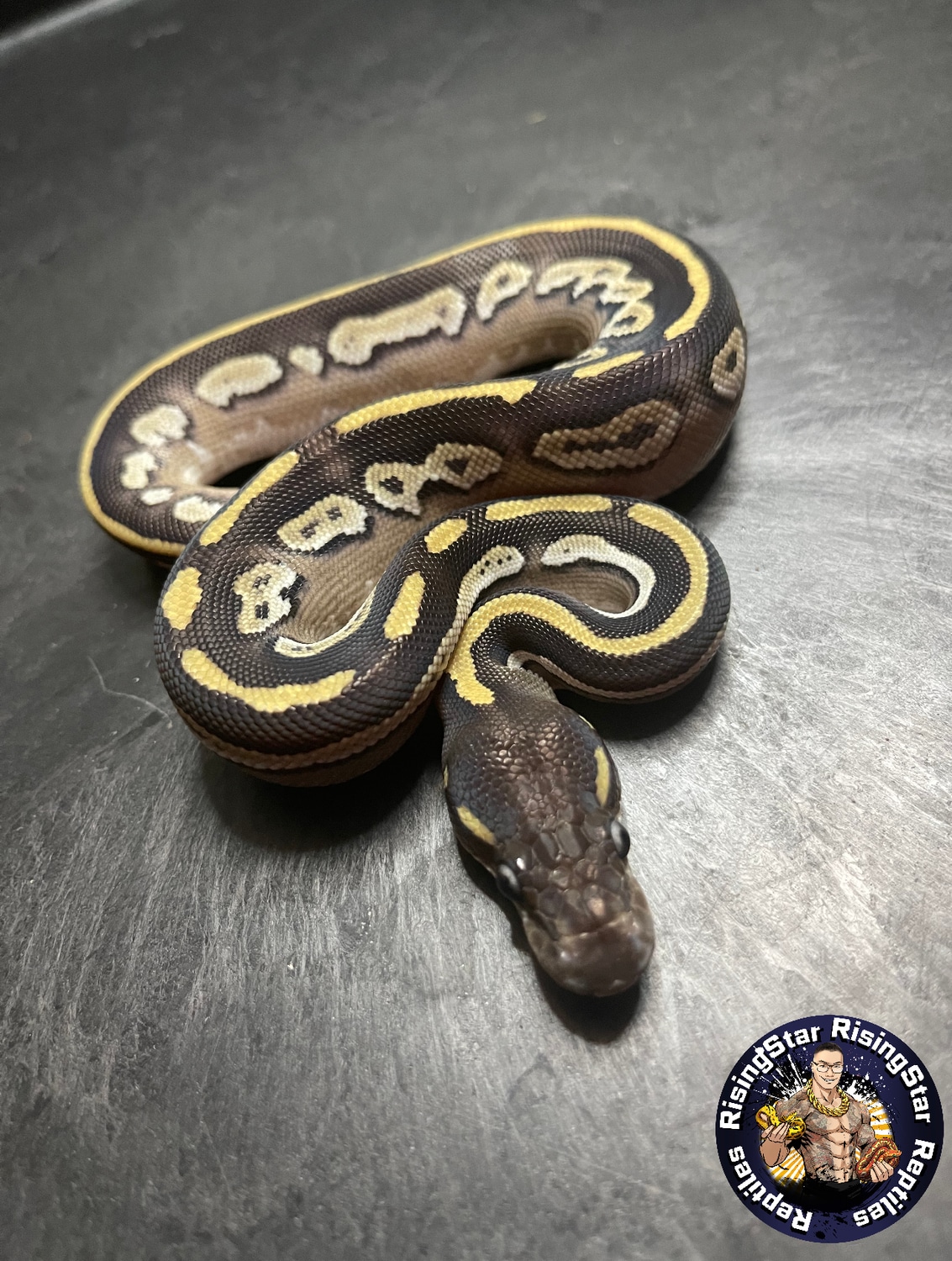 Black Head Mojave Het Lavender Albino Het Pied Ball Python by ...