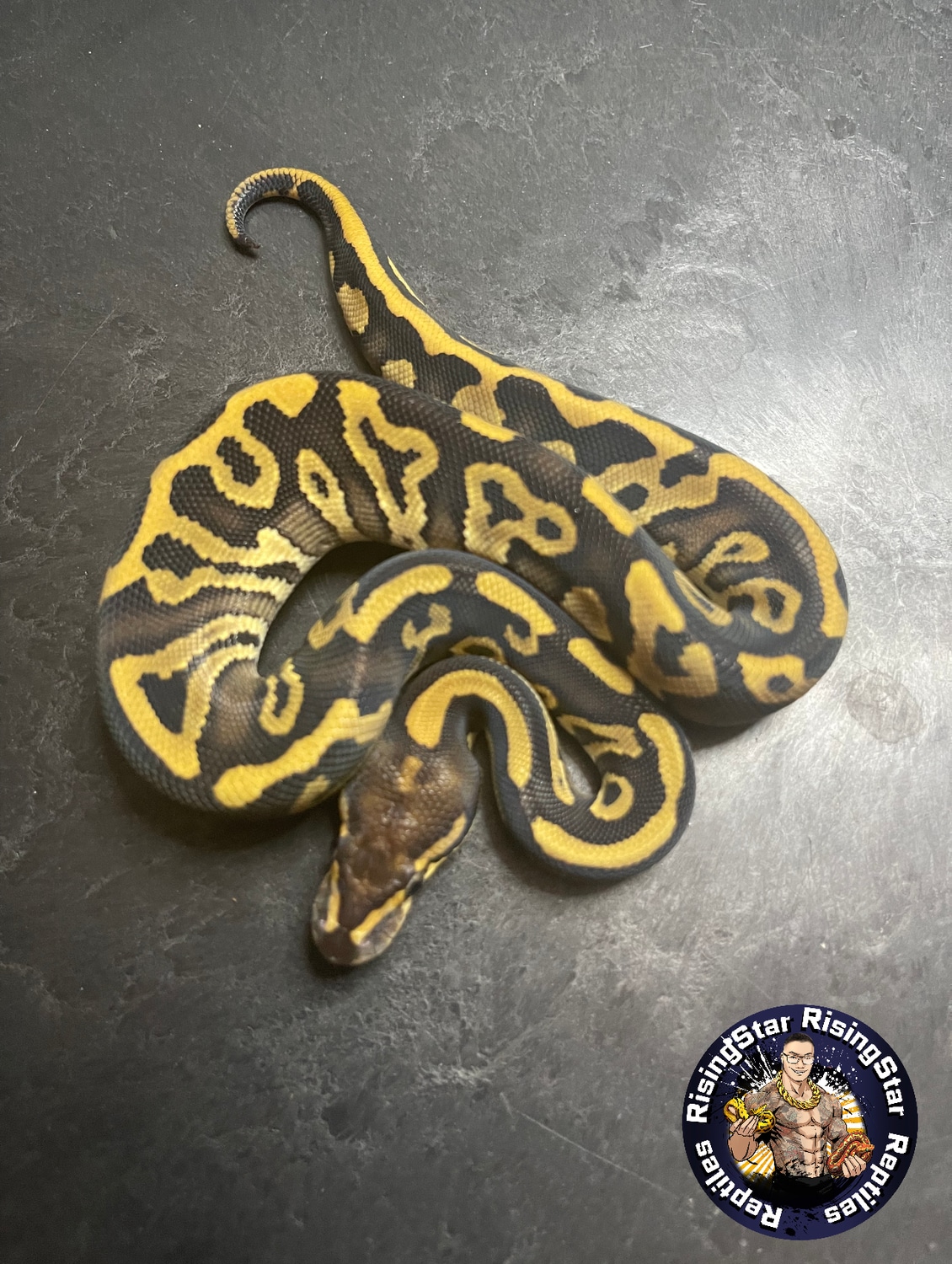 Leopard Mojave Het Clown Ball Python by RisingStarReptiles - MorphMarket