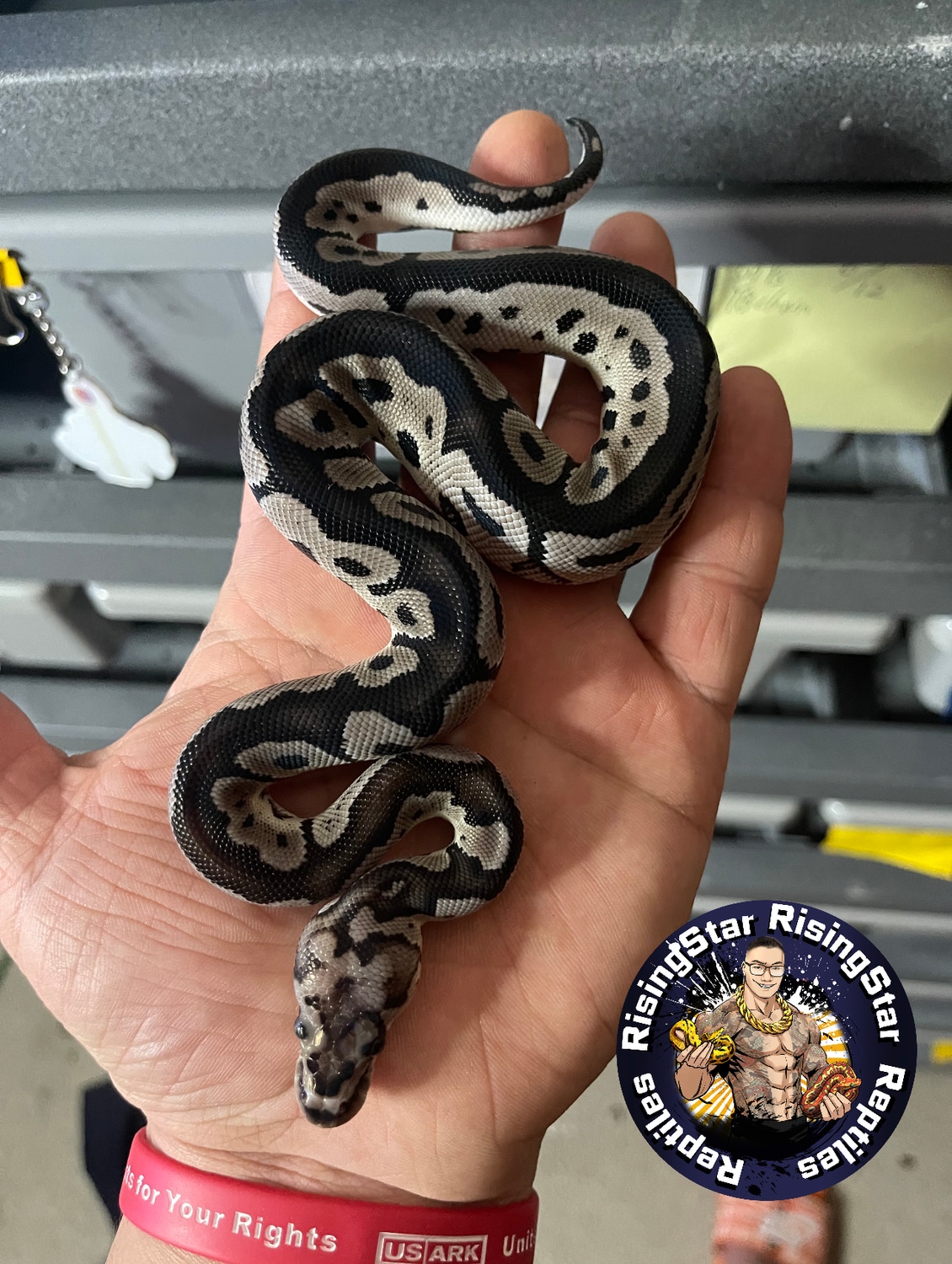 Clown Axanthic Vpi Ball Python by RisingStarReptiles - MorphMarket