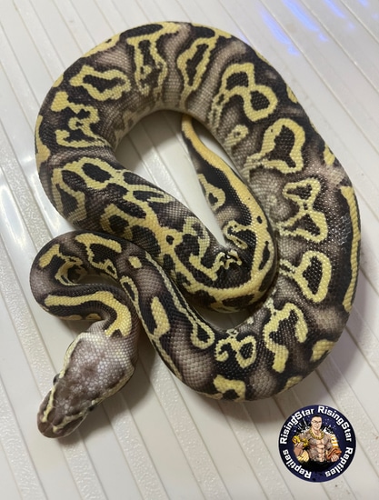 Pastel Mojave Leopard Het Clown Ball Python by RisingStarReptiles