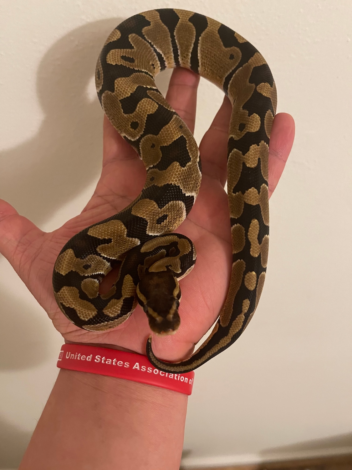 Triple Het Clown Het Dg Het Vpi Axanthic Ball Python by ...