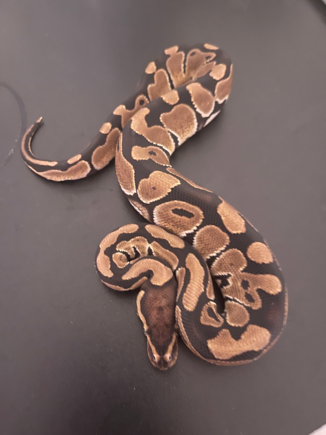 Triple Het Clown Het Dg Het Vpi Axanthic Ball Python by ...