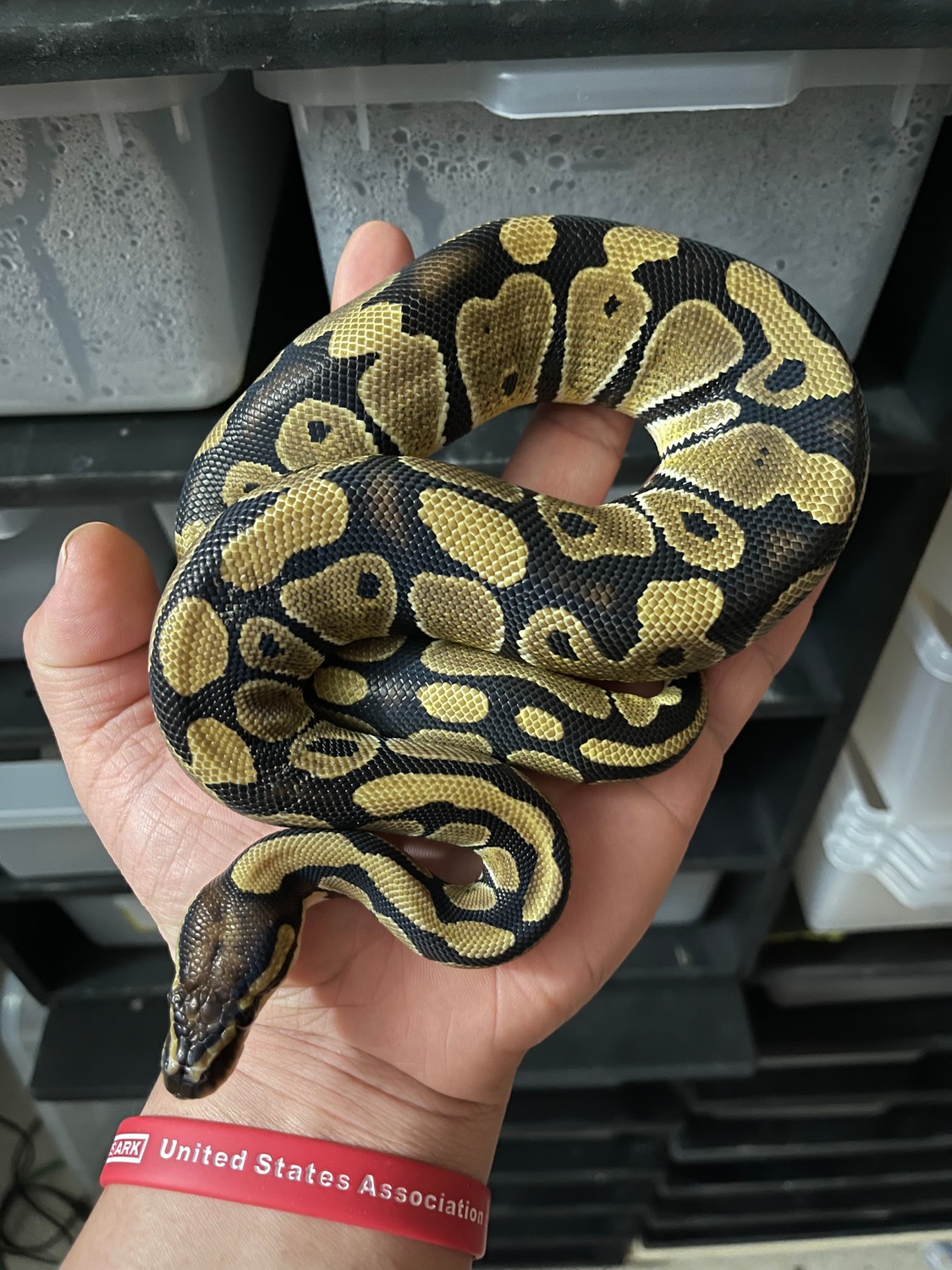 Triple Het Clown Het Dg Het Vpi Axanthic Ball Python by ...