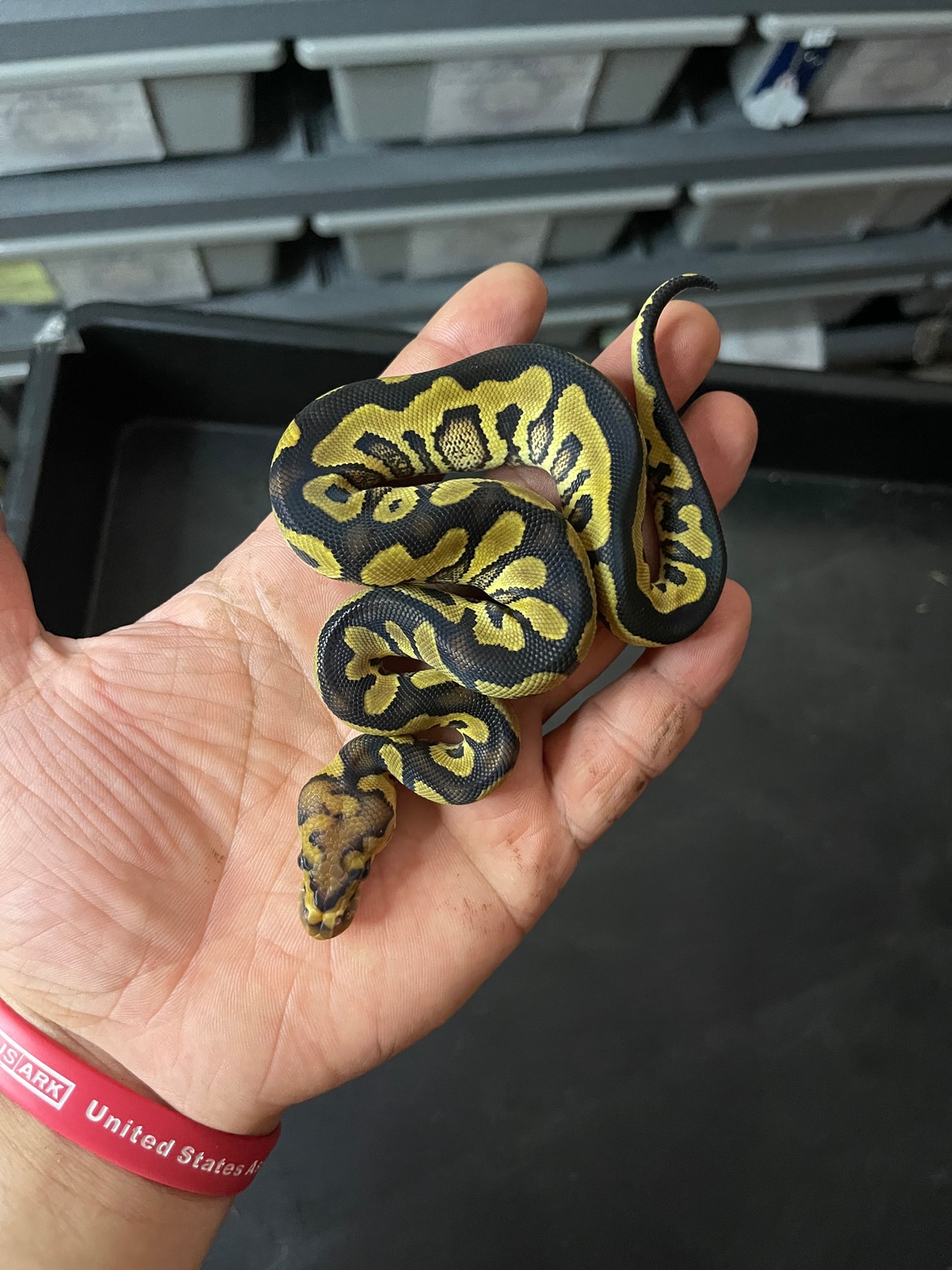 Yellow Belly Clown Ball Python by RisingStarReptiles - MorphMarket