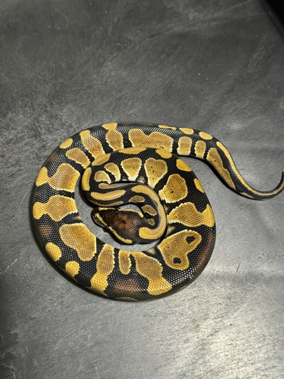 Het Vpi Axanthic Het Clown Het Desert Ghost 1# Ball Python by ...