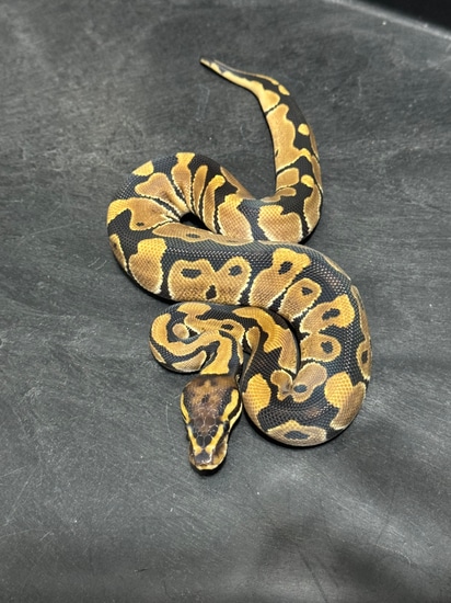 Het Vpi Axanthic Het Clown Het Desert Ghost #2 Ball Python by ...