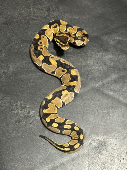 Het Vpi Axanthic Het Clown Het Desert Ghost Ball Python by ...