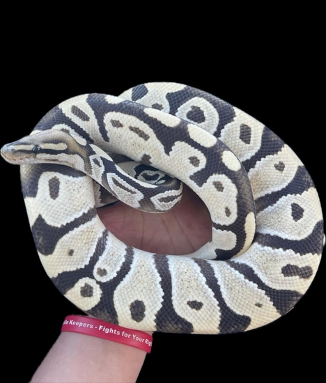 Proven Breed ！orange Dream Desert Ghost Ball Python by RisingStarReptiles