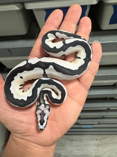 Blade Vpi Axanthic Clown Desert Ghost Ball Python by RisingStarReptiles
