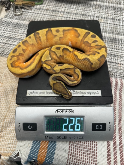 Enchi Hypo Pied Ball Python by RisingStarReptiles