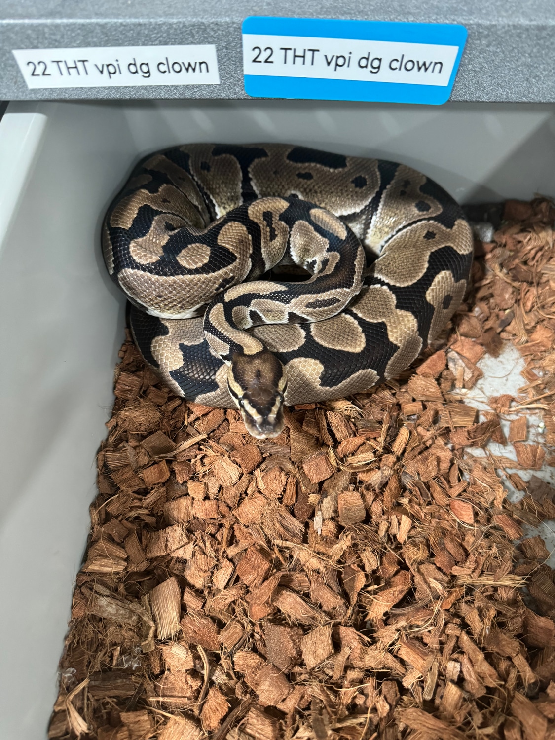 PB blade triple het vpi axanthic het clown het Desert Ghost