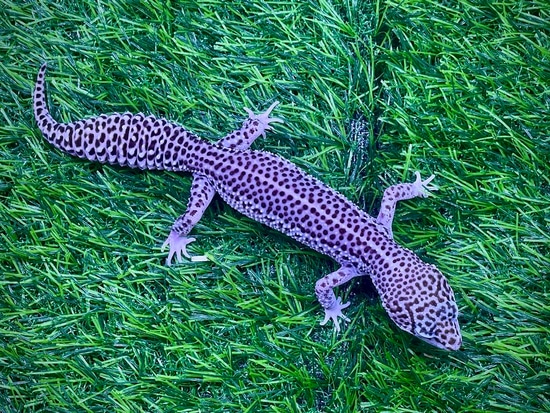 Super Snow Leopard Gecko by Bubble Aquatics & Exotics