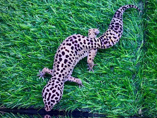 Black Night Tangerine Leopard Gecko by Bubble Aquatics & Exotics
