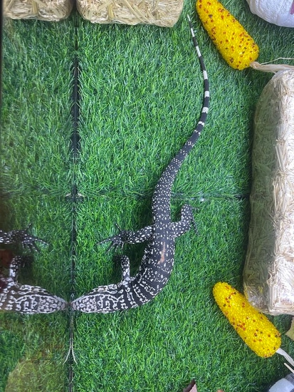 Black & White X Red Tegu Hybrid Argentine Tegus by Bubble Aquatics ...