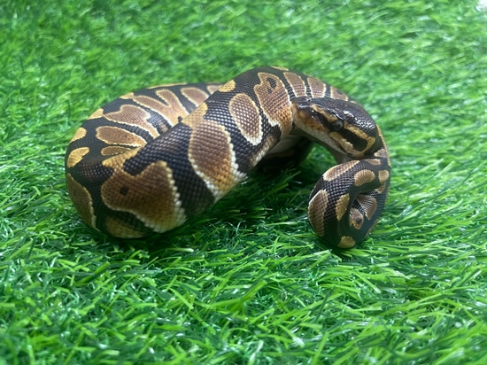 Normal Ball Python by Bubble Aquatics & Exotics