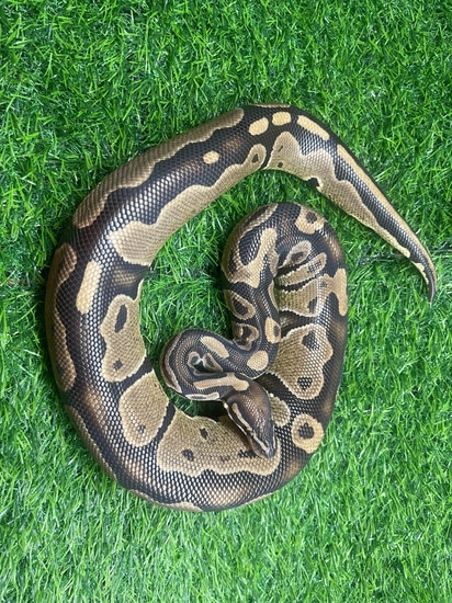 Normal Ball Python by Bubble Aquatics & Exotics