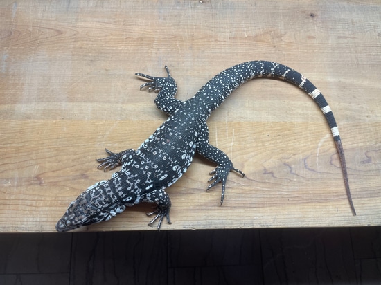 Tame Black & White X Red Tegu Hybrid Argentine Tegus by Bubble Aquatics ...