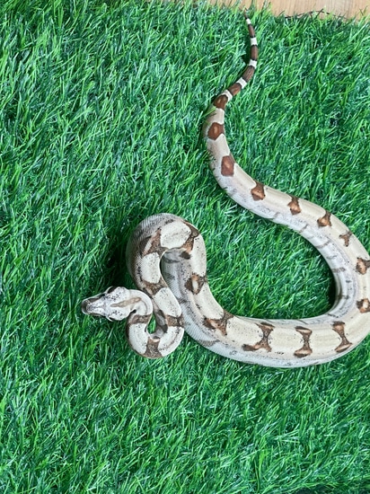 Hypo Colombian Boa Boa Constrictor by Bubble Aquatics & Exotics