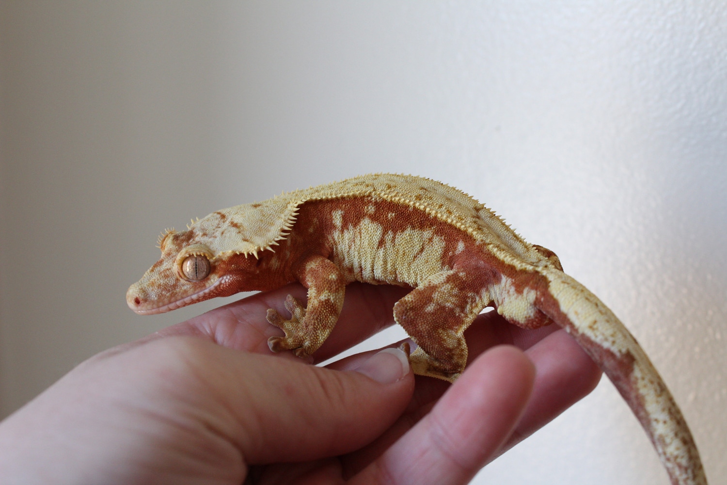 Red White Wall Crested Gecko by Buddha Geckos - MorphMarket