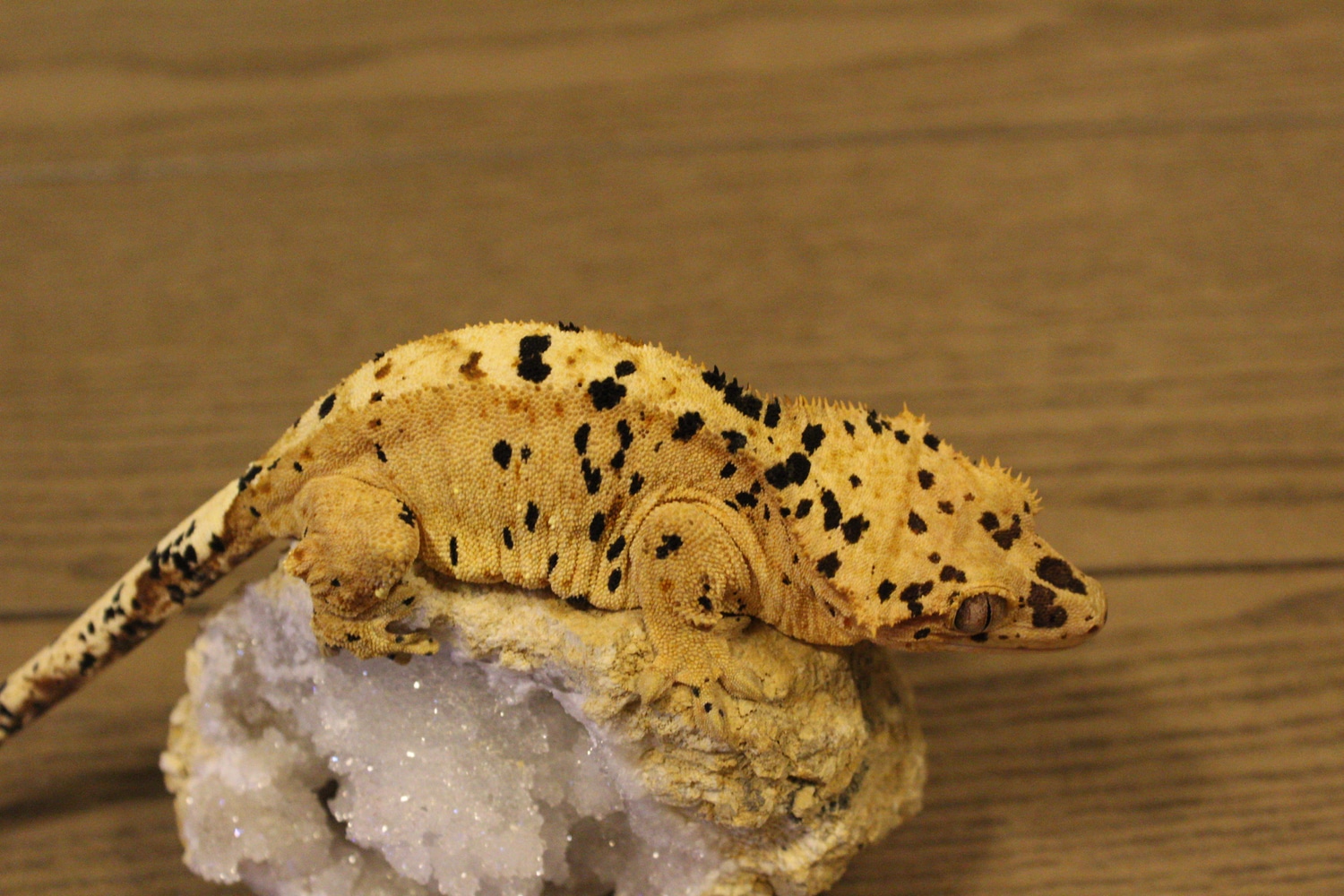 Super Dalmation Crested Gecko by Buddha Geckos - MorphMarket