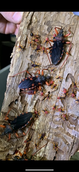 P. Horrida Assassin Bug by Ashes Exotics