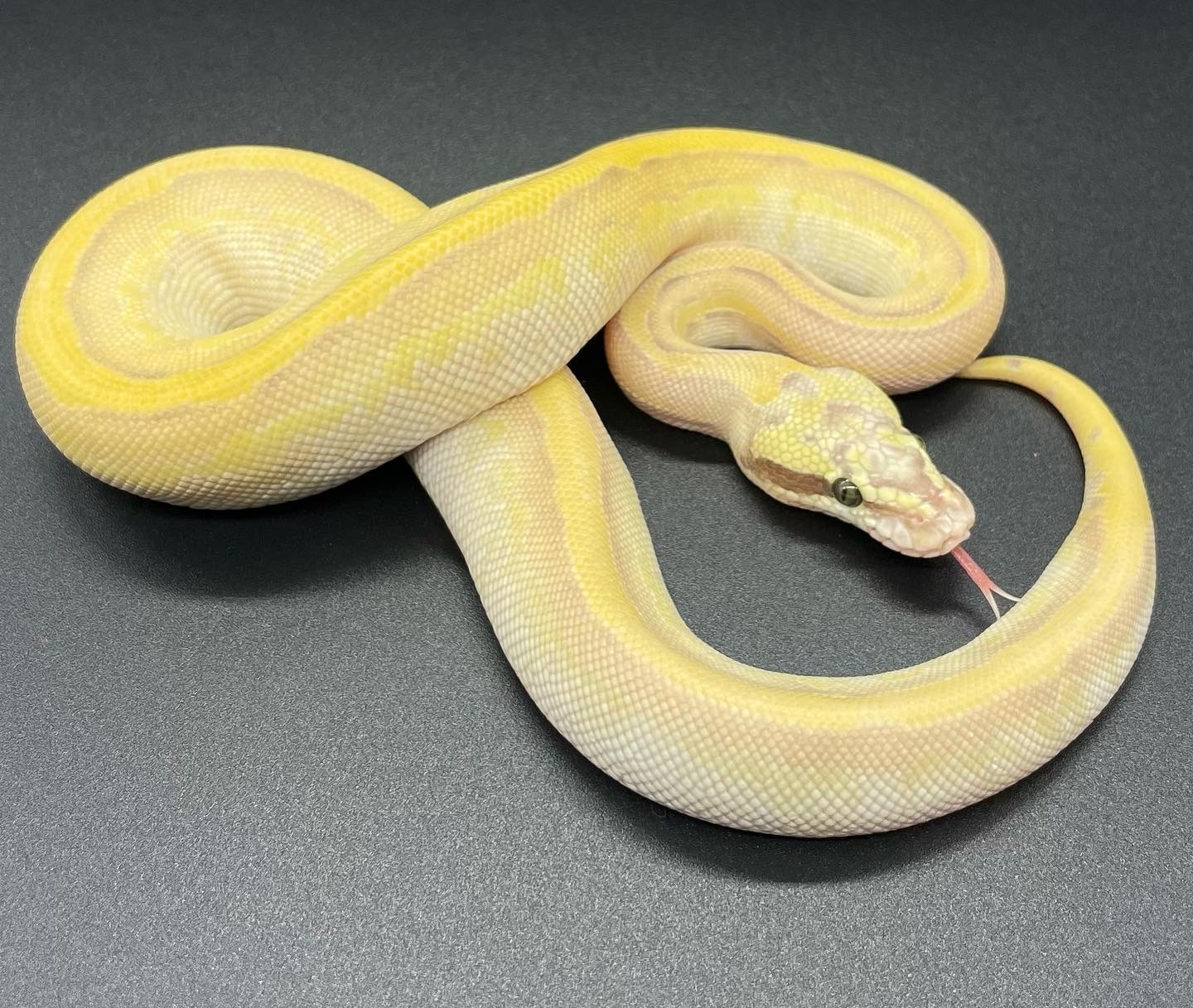 Leopard Lesser Vanilla Scream Pos Enchi Ball Python by Mischievous ...